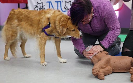 First Aid Course For Dogs: Facts & FAQs About Dog Courses