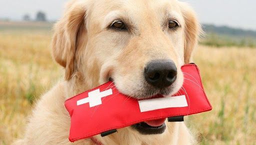 First Aid Course For Dogs: Facts & FAQs About Dog Courses