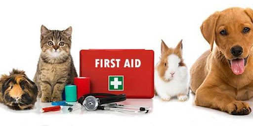 First Aid Course For Dogs: Facts & FAQs About Dog Courses