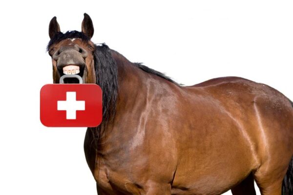 Equine Horse First Aid Course | Skills Training Group