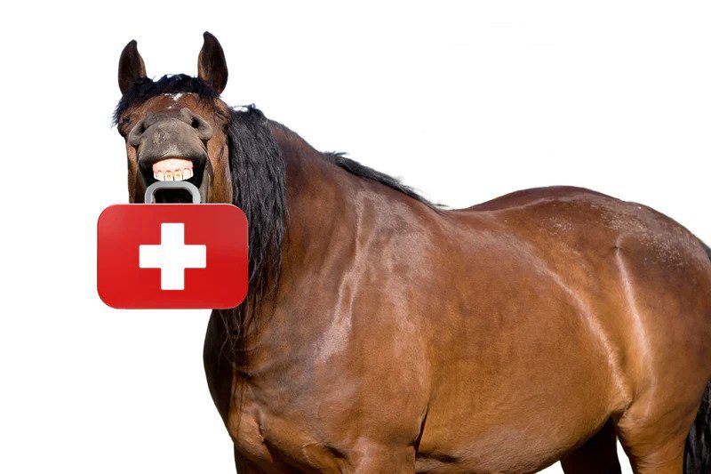 Equine Horse First Aid Course | Skills Training Group